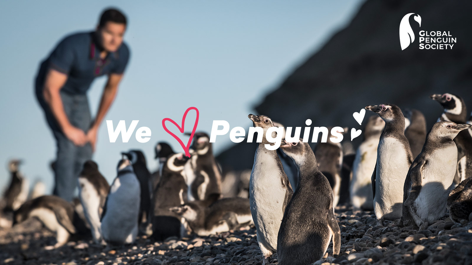 FindPenguins Blog